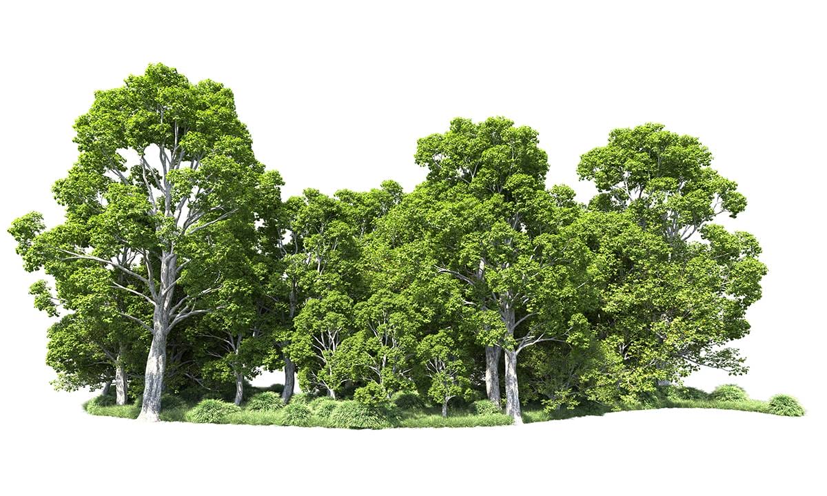 Where to go for native tree walks in Metro Manila - Property Report